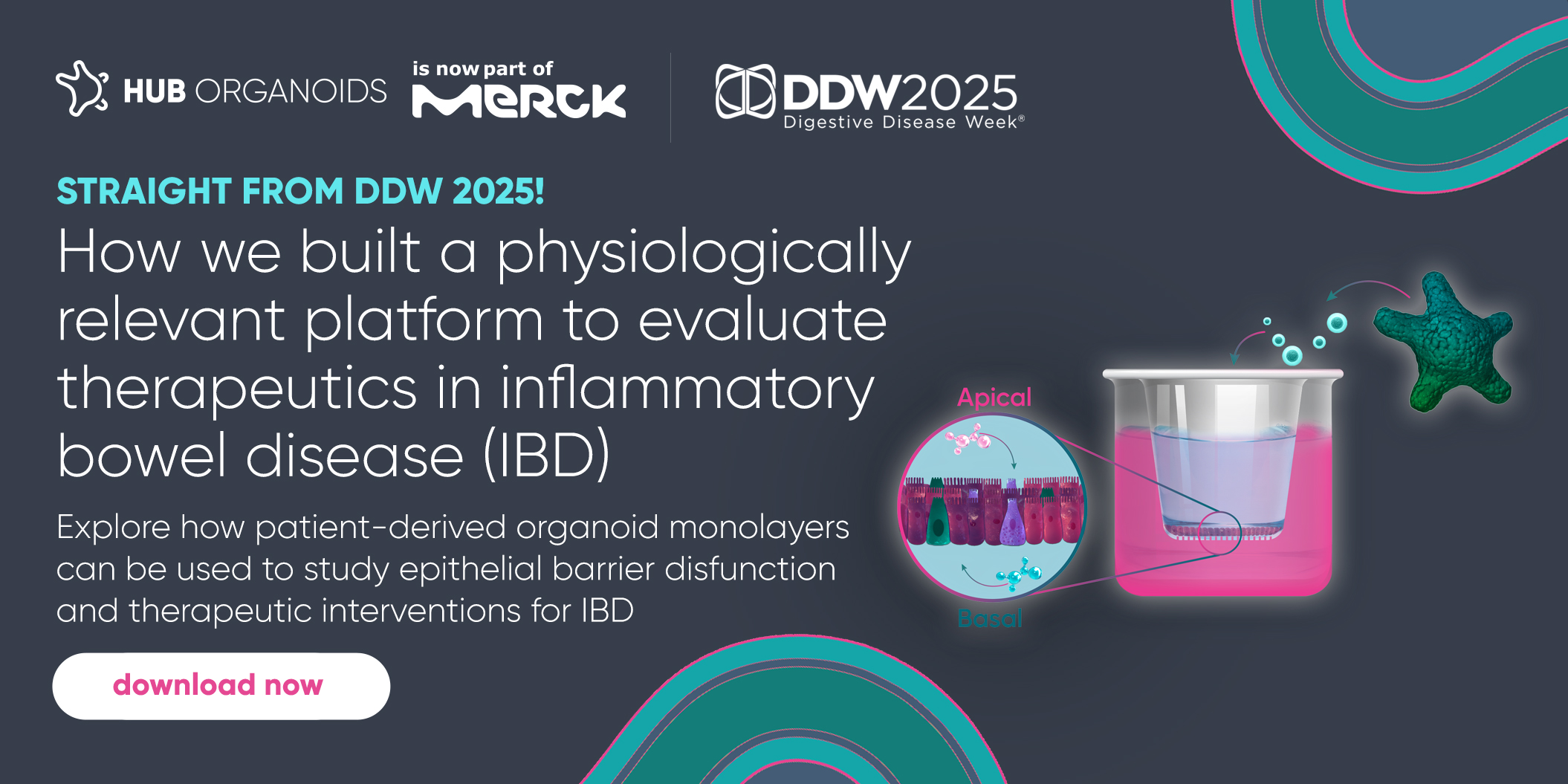 How we built a physiologically relevant platform to evaluate therapeutics in inflammatory bowel ...